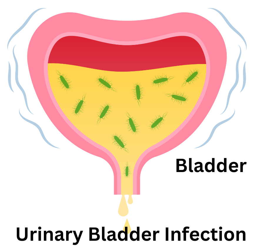 Kidney, Urinary & Prostate